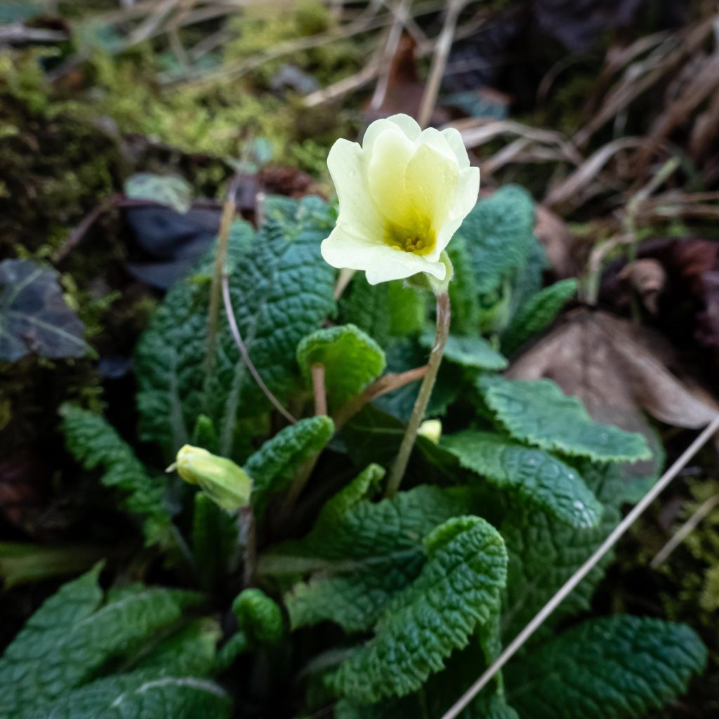 Winter at Aston Rowant National Nature Reserve | Chiltern View Magazine